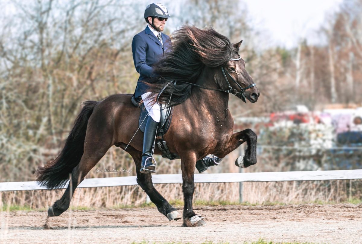 Find hingsten til din hoppe - eMagasinet Islandsk Hest