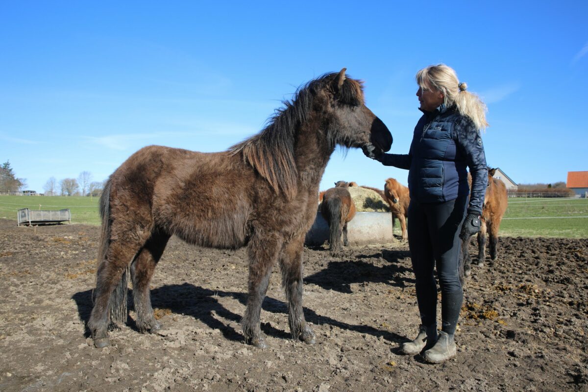 - eMagasinet Islandsk Hest